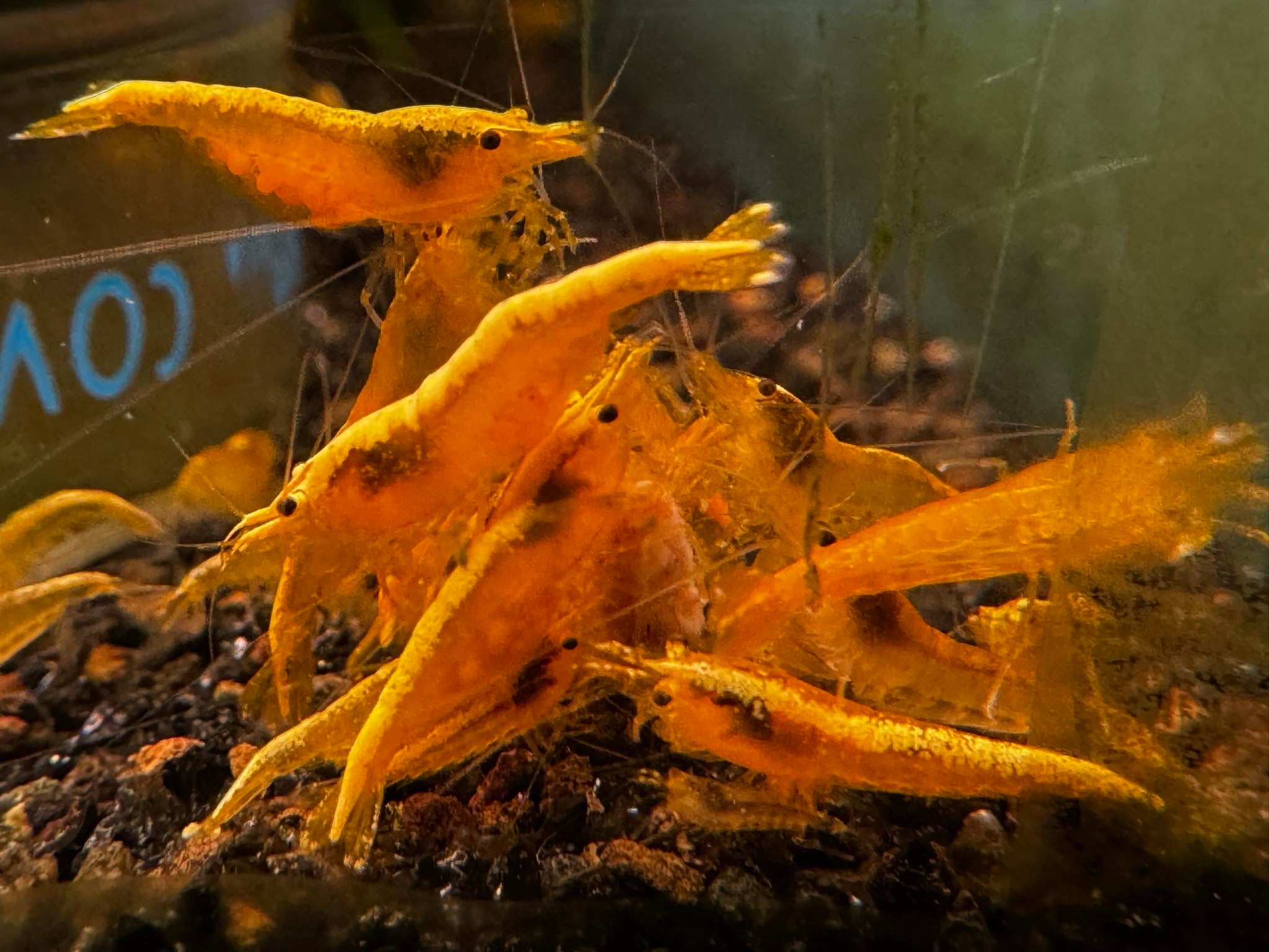 Yellow golden backline shrimp | Aleister's Aquatic Nursery